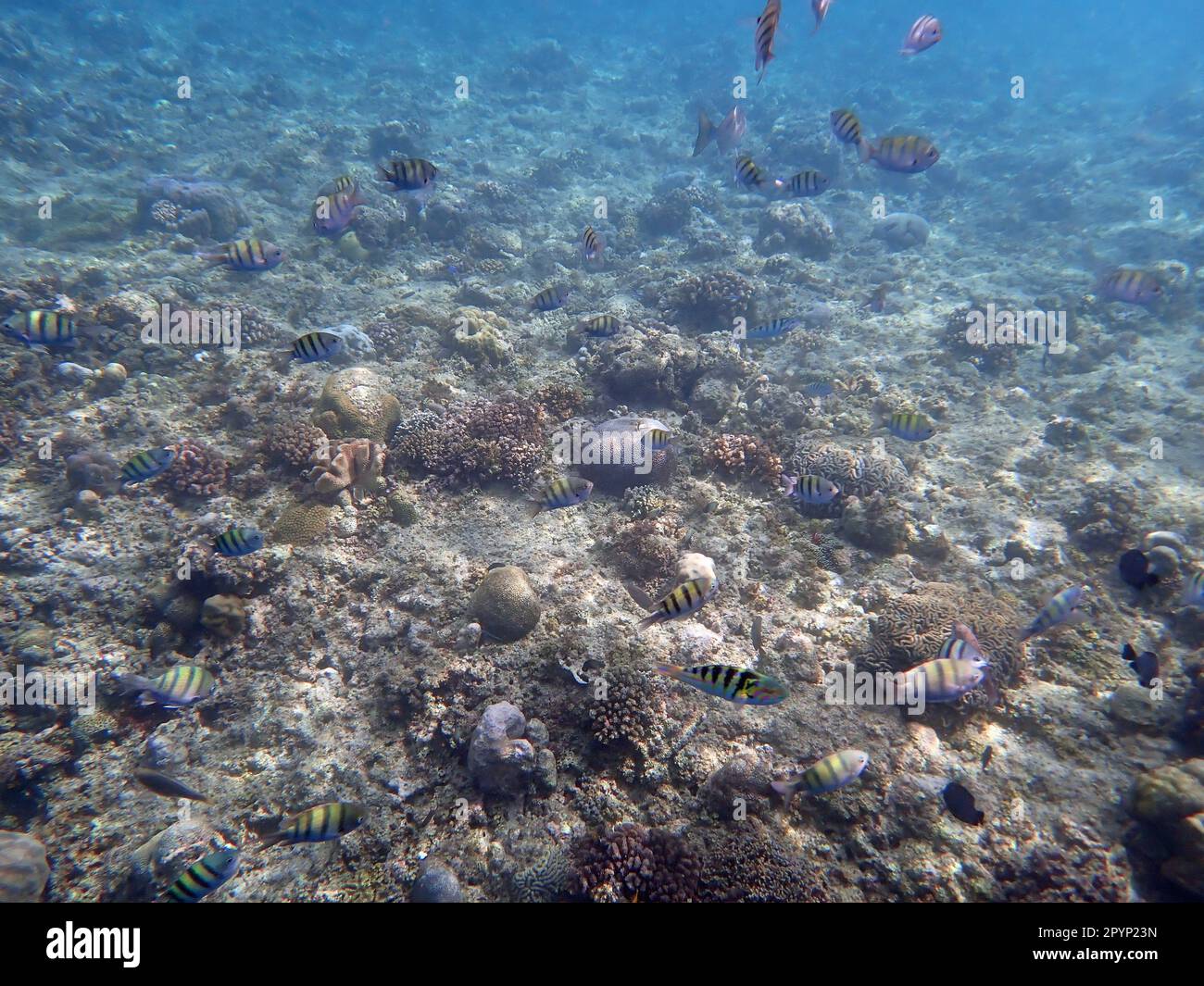 colorful underwater landscape on the philippine island of cebu Stock ...