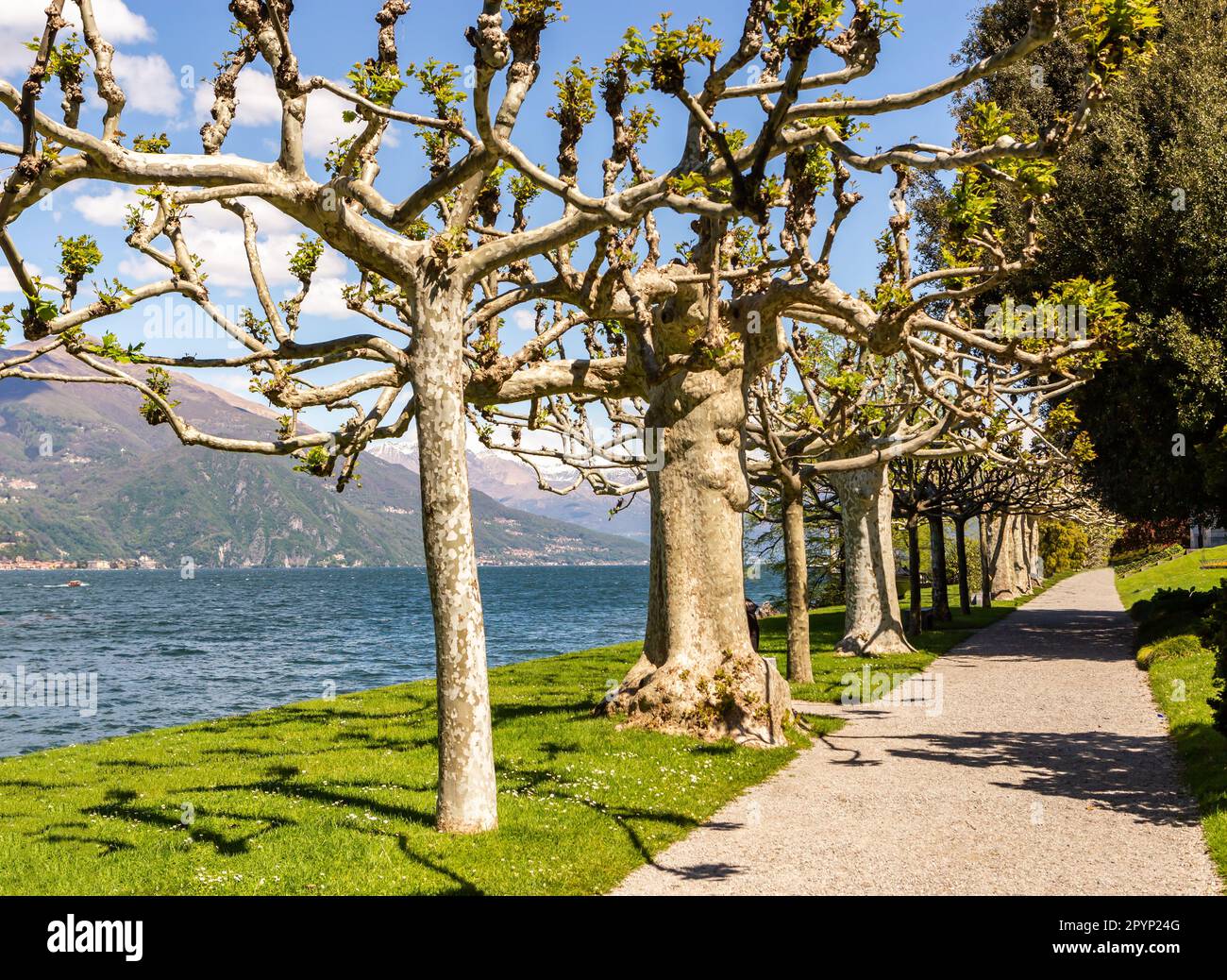 Melzi d'eril hi-res stock photography and images - Alamy