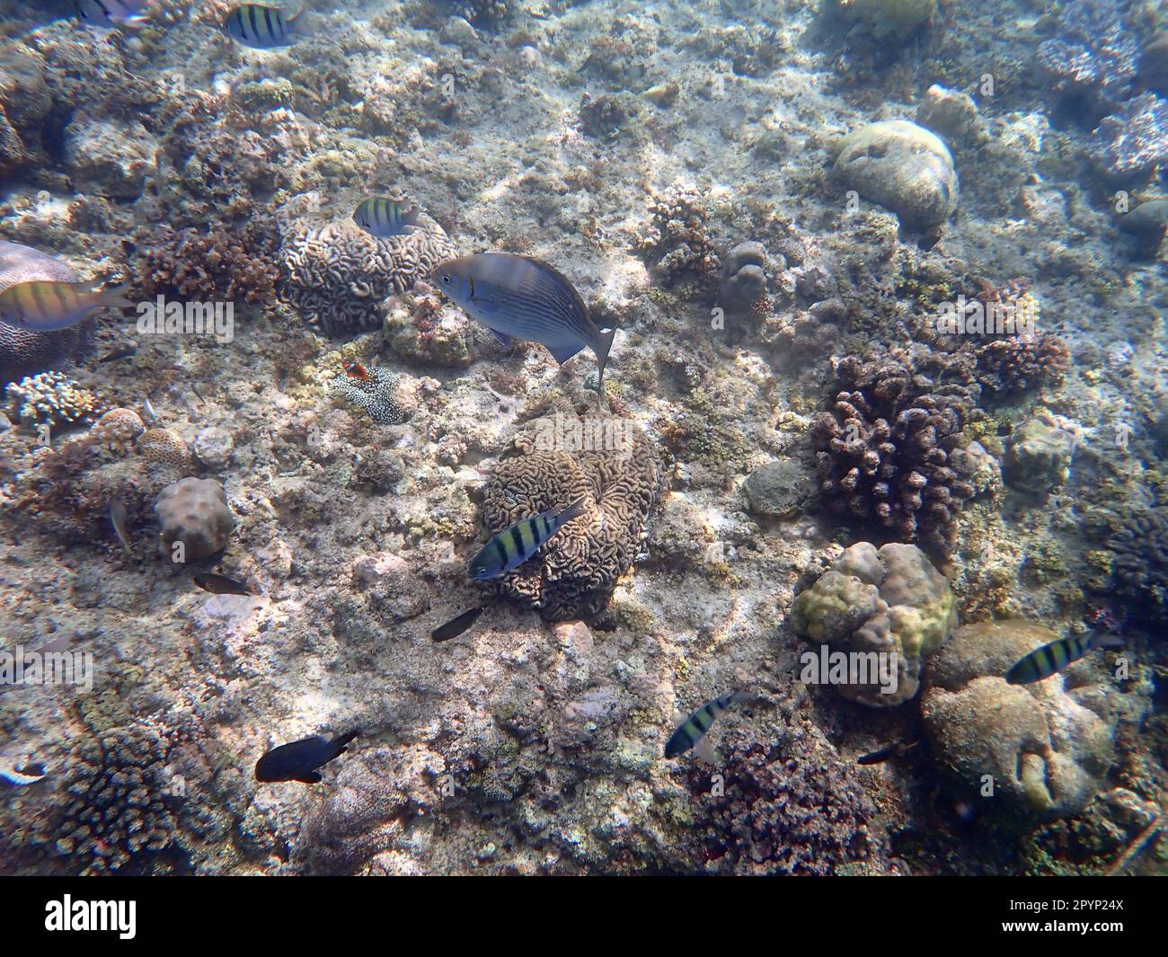 colorful underwater landscape on the philippine island of cebu Stock ...