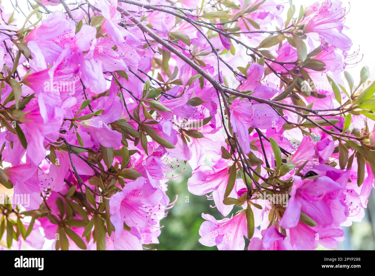 Pink rhododendrons growing near Lake Como, Italy Stock Photo - Alamy