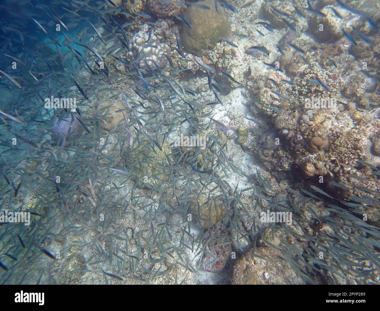 colorful underwater landscape on the philippine island of cebu Stock ...