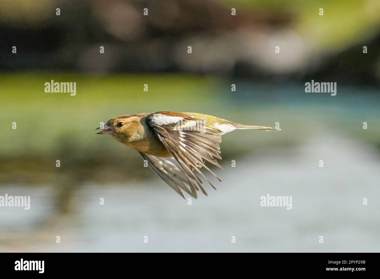 Chaffinch flying hi-res stock photography and images - Alamy