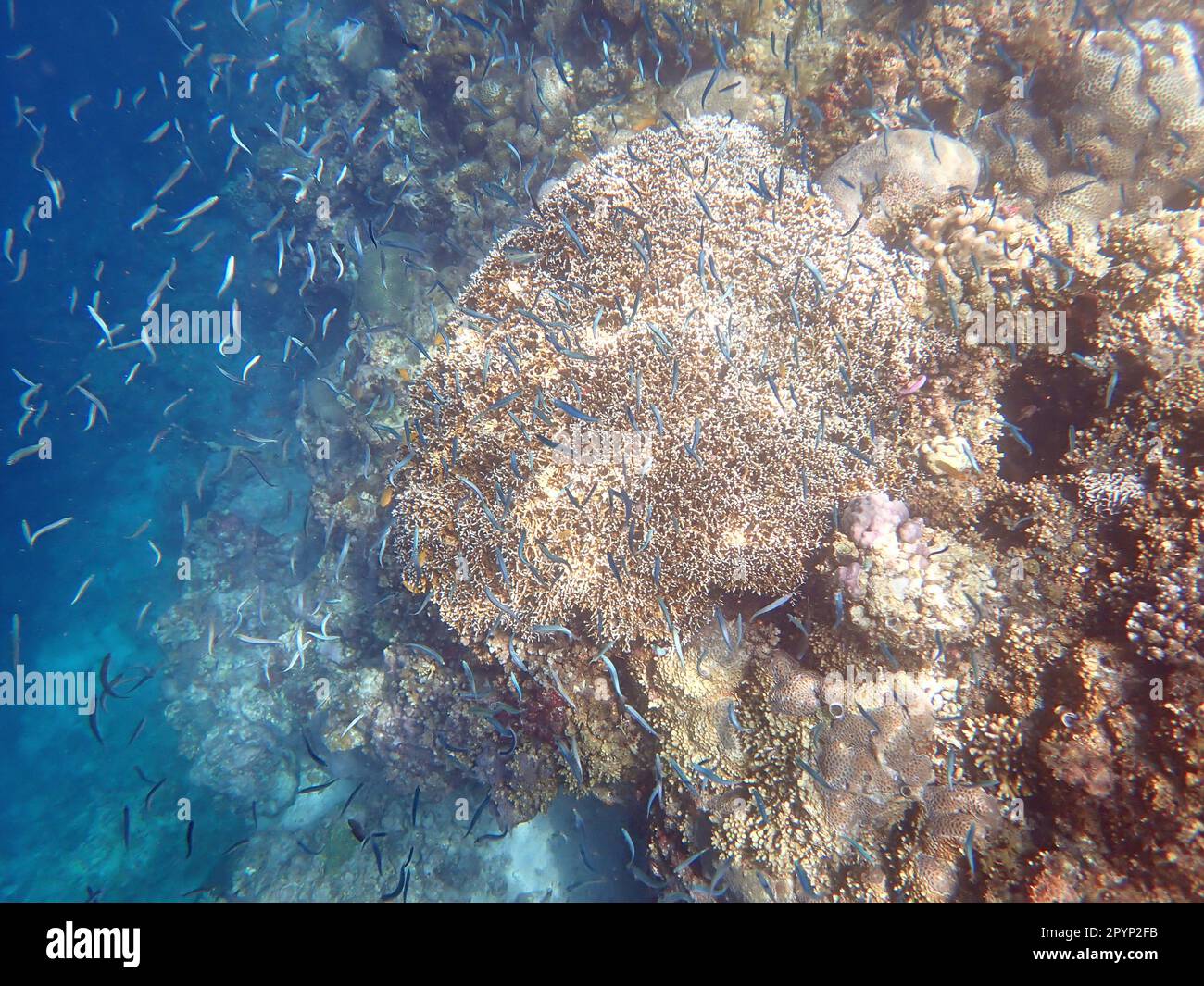 colorful underwater landscape on the philippine island of cebu Stock ...