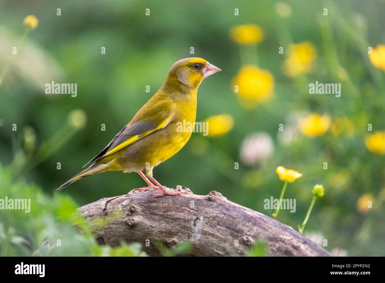 Male European greenfinch (Chloris chloris) with a nice background of ...