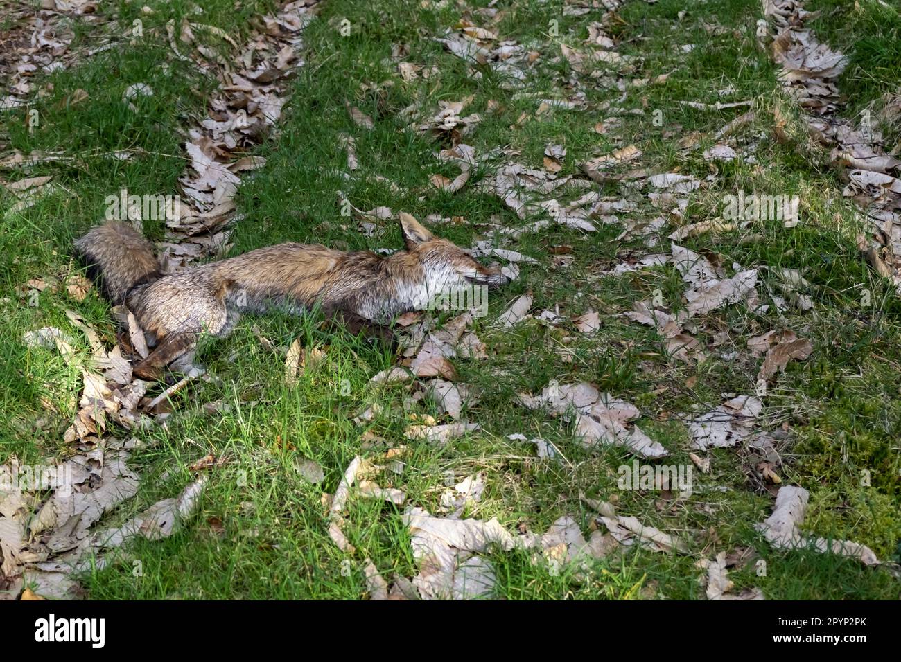 Cadaver fauna hi-res stock photography and images - Alamy