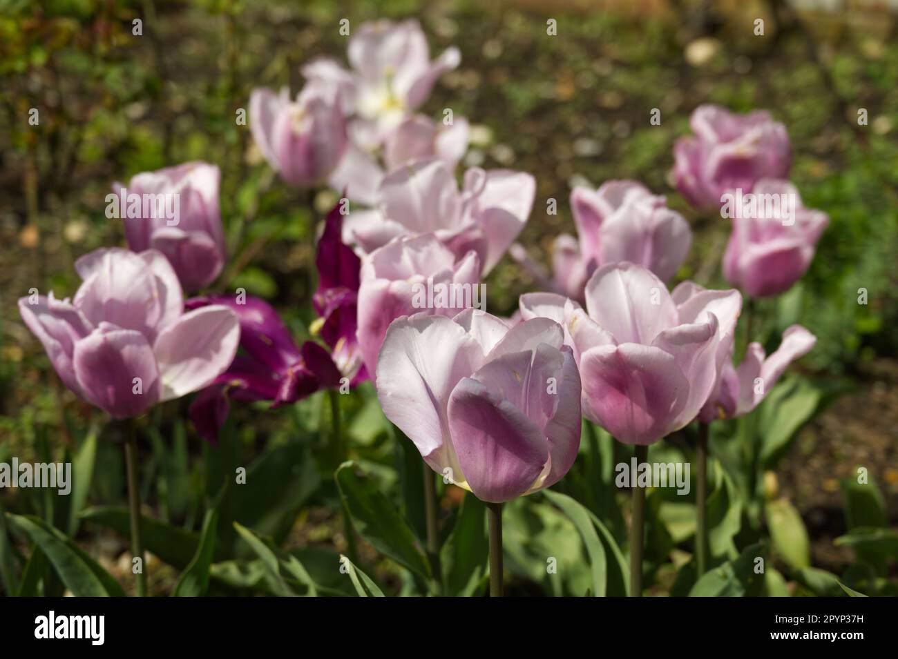 Pretty spring flowers of single late tulip, Tulipa Pink Diamond in UK ...