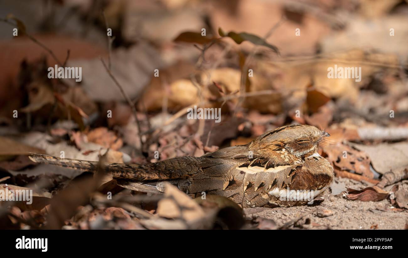 The European nightjar (Caprimulgus europaeus), a nocturnal bird ...
