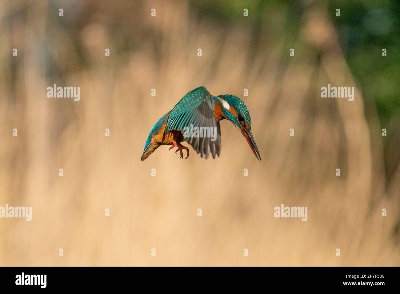 common kingfisher (Alcedo atthis), praying for catching a fish Stock ...