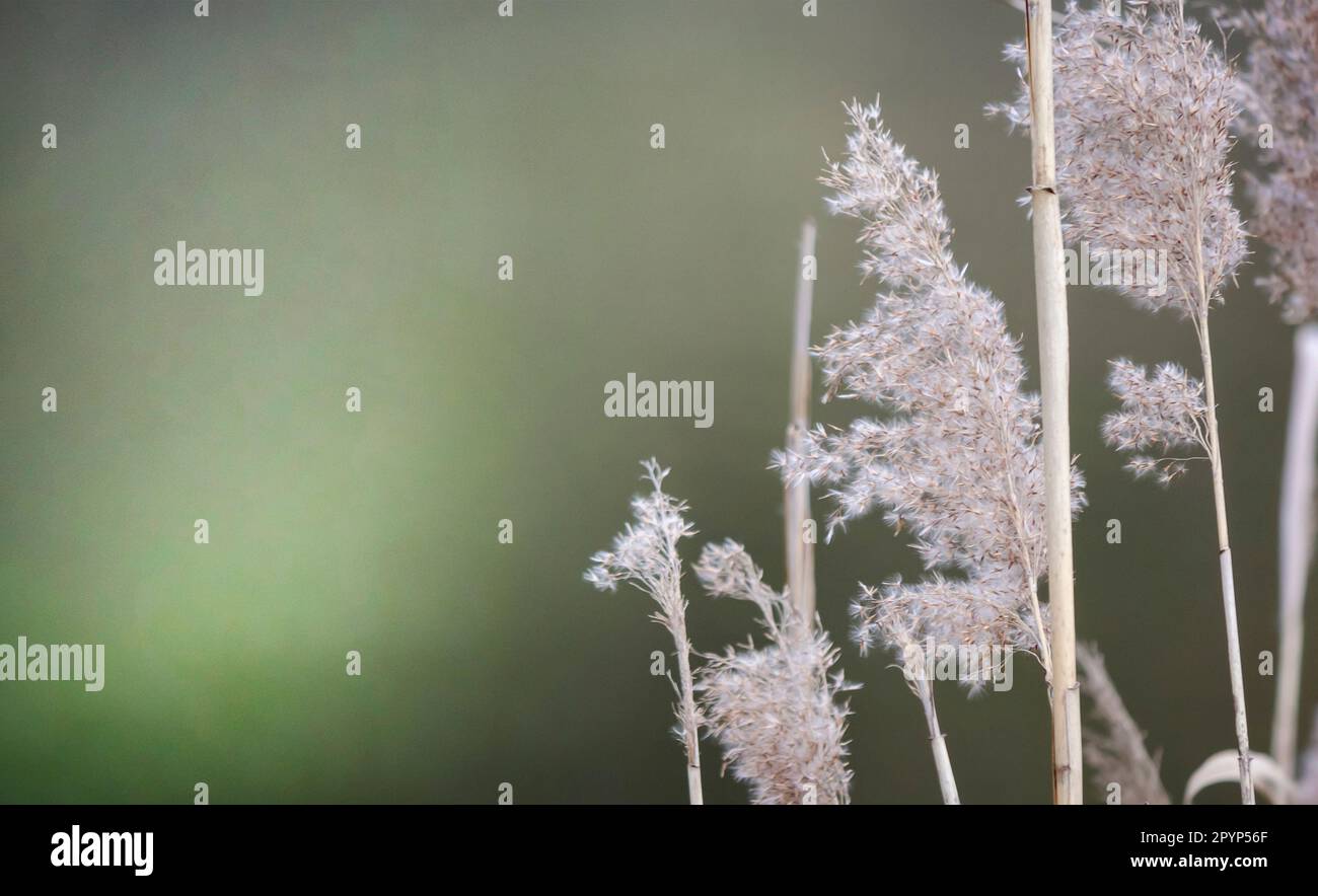Common reed, phragmites australis with blurred background, copy space ...