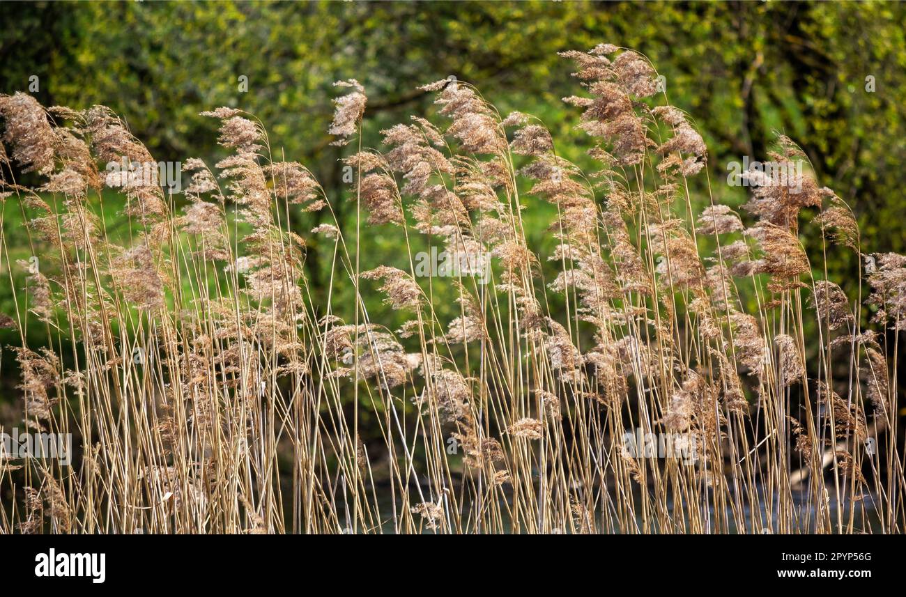 Common reed, phragmites australis with blurred background Stock Photo ...