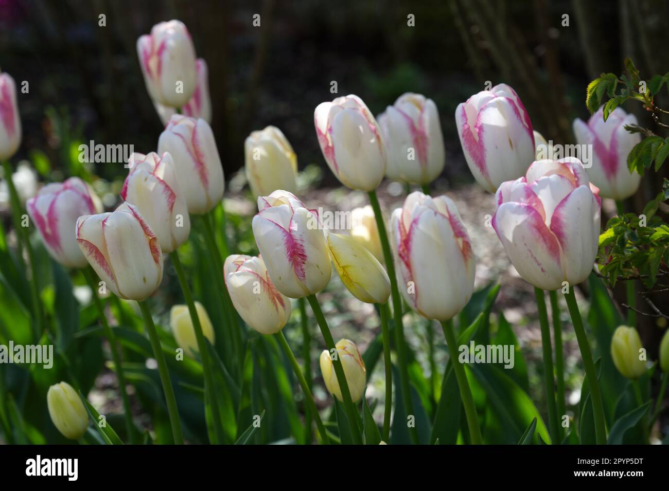 White spring flowers with pink edges of single Triumph tulip Tulipa ...