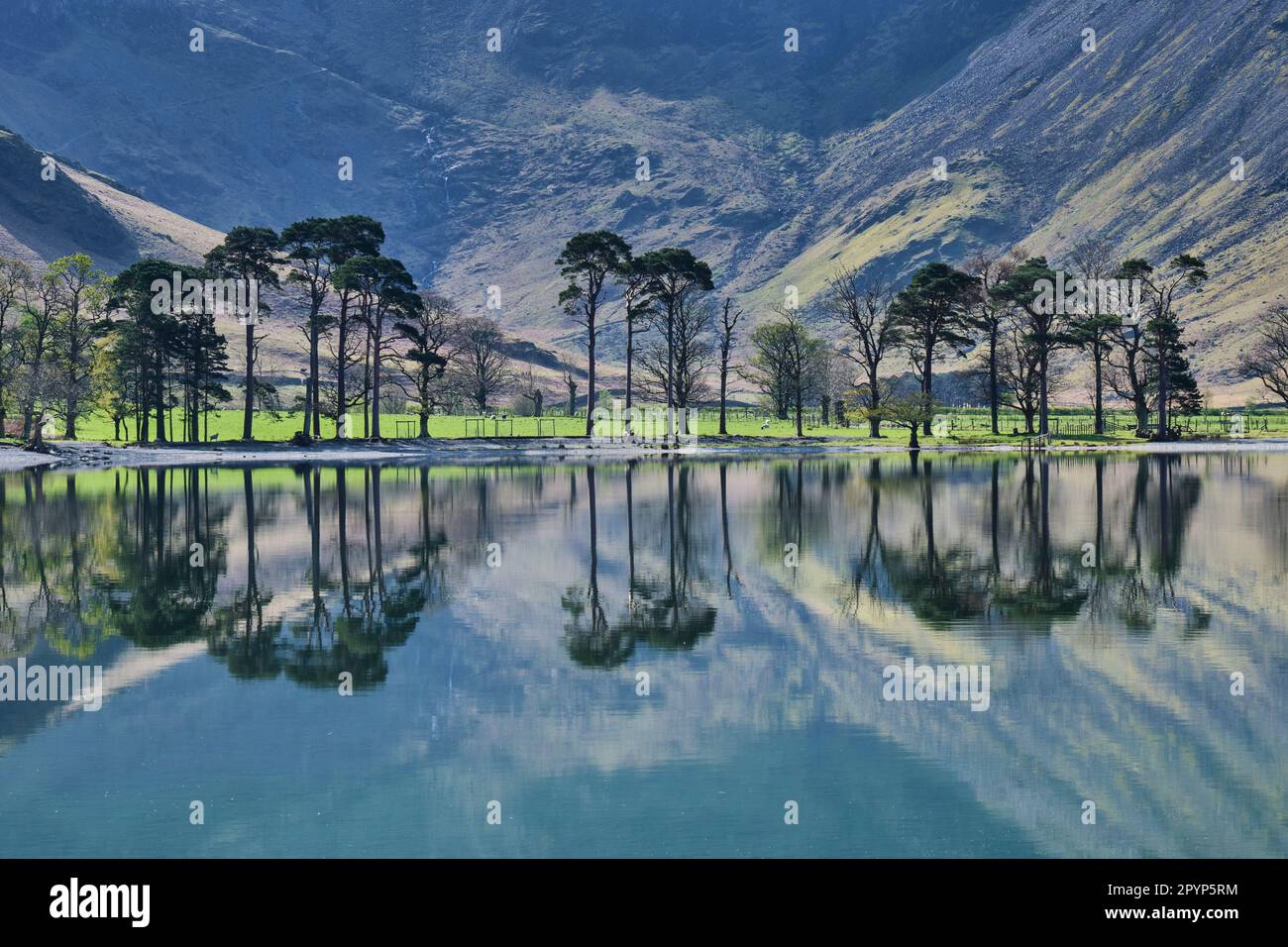 The Buttermere Pines reflected in Buttermere, Lake District, Cumbria ...