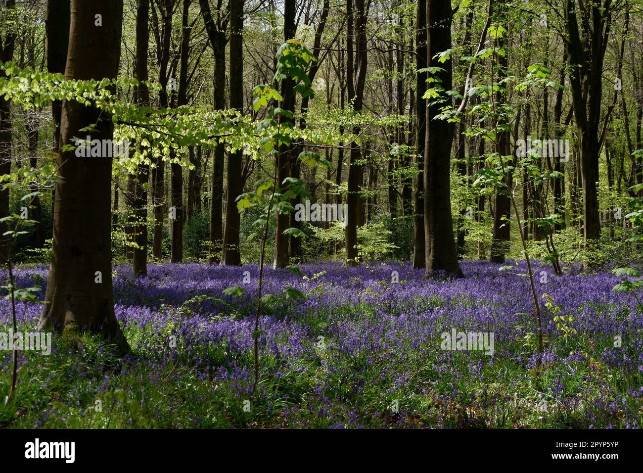 Trees and blue bells hi-res stock photography and images - Alamy