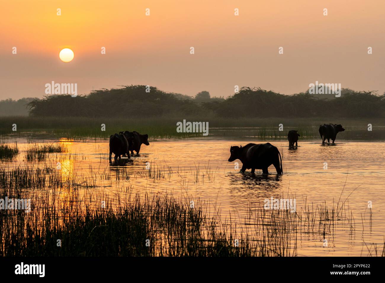 Water Buffalo at Dawn, Nal Sarovar Bird Sanctuary, Nal Sarovar, Gujarat ...