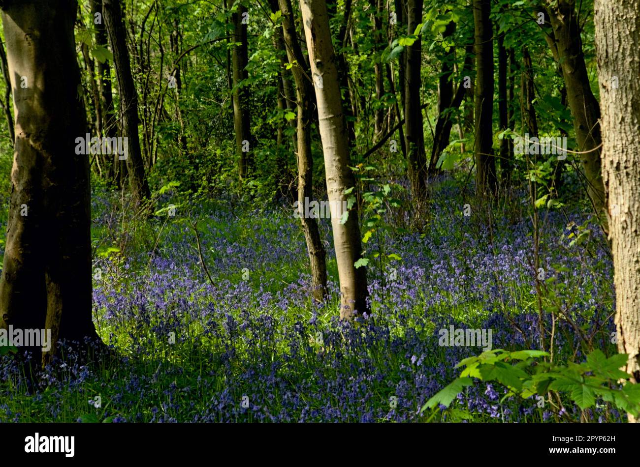 English bluebells in Chalet Wood, Wanstead Park, London Stock Photo - Alamy
