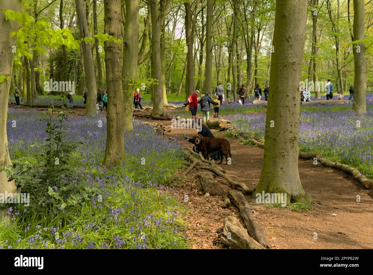 English bluebells in Chalet Wood, Wanstead Park, London Stock Photo - Alamy