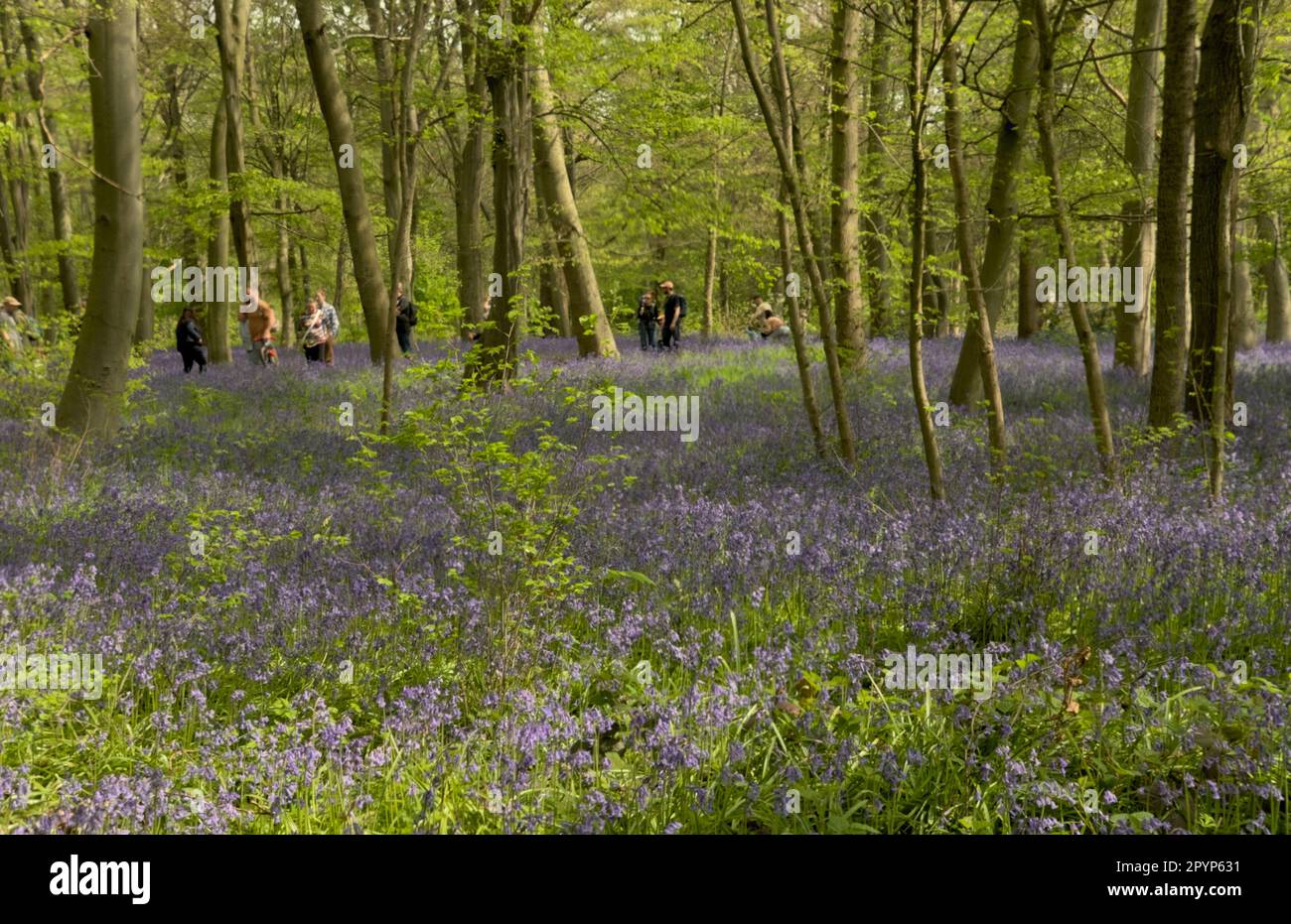 English bluebells in Chalet Wood, Wanstead Park, London Stock Photo - Alamy