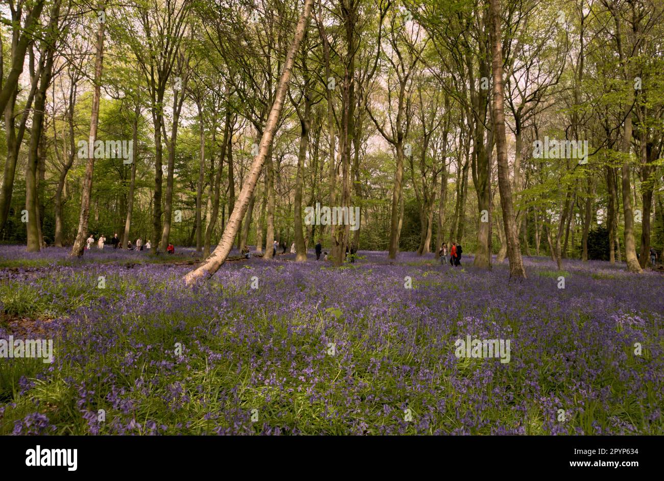 English bluebells in Chalet Wood, Wanstead Park, London Stock Photo - Alamy