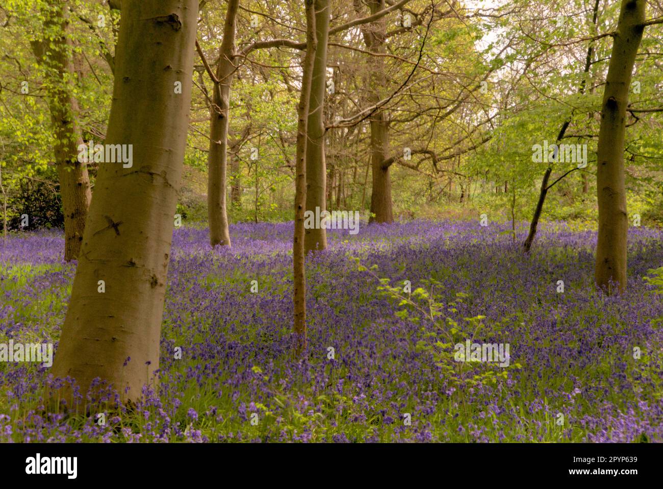 English bluebells in Chalet Wood, Wanstead Park, London Stock Photo - Alamy