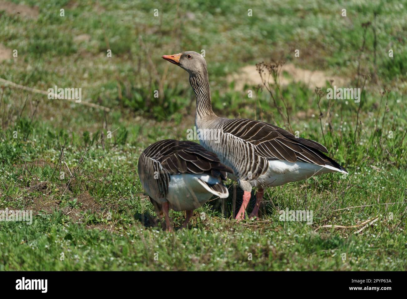 Pair of greylag goose or graylag goose (Anser anser) on a green lawn ...