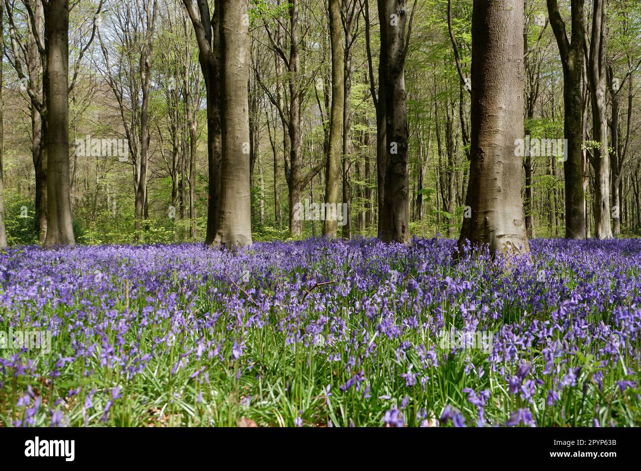Blue bells forest Stock Photo - Alamy