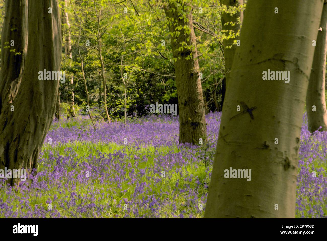 English bluebells in Chalet Wood, Wanstead Park, London Stock Photo - Alamy