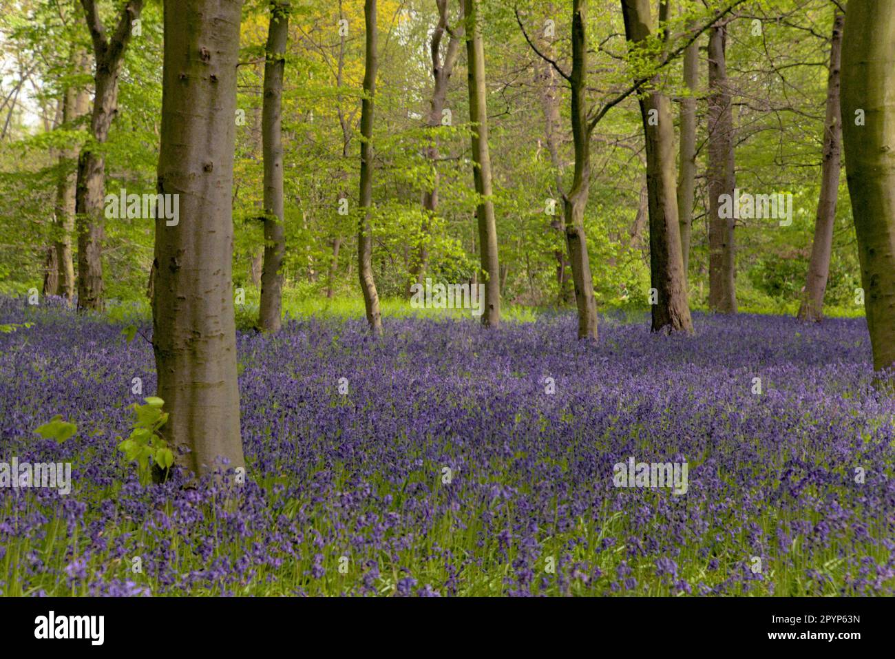 English bluebells in Chalet Wood, Wanstead Park, London Stock Photo - Alamy