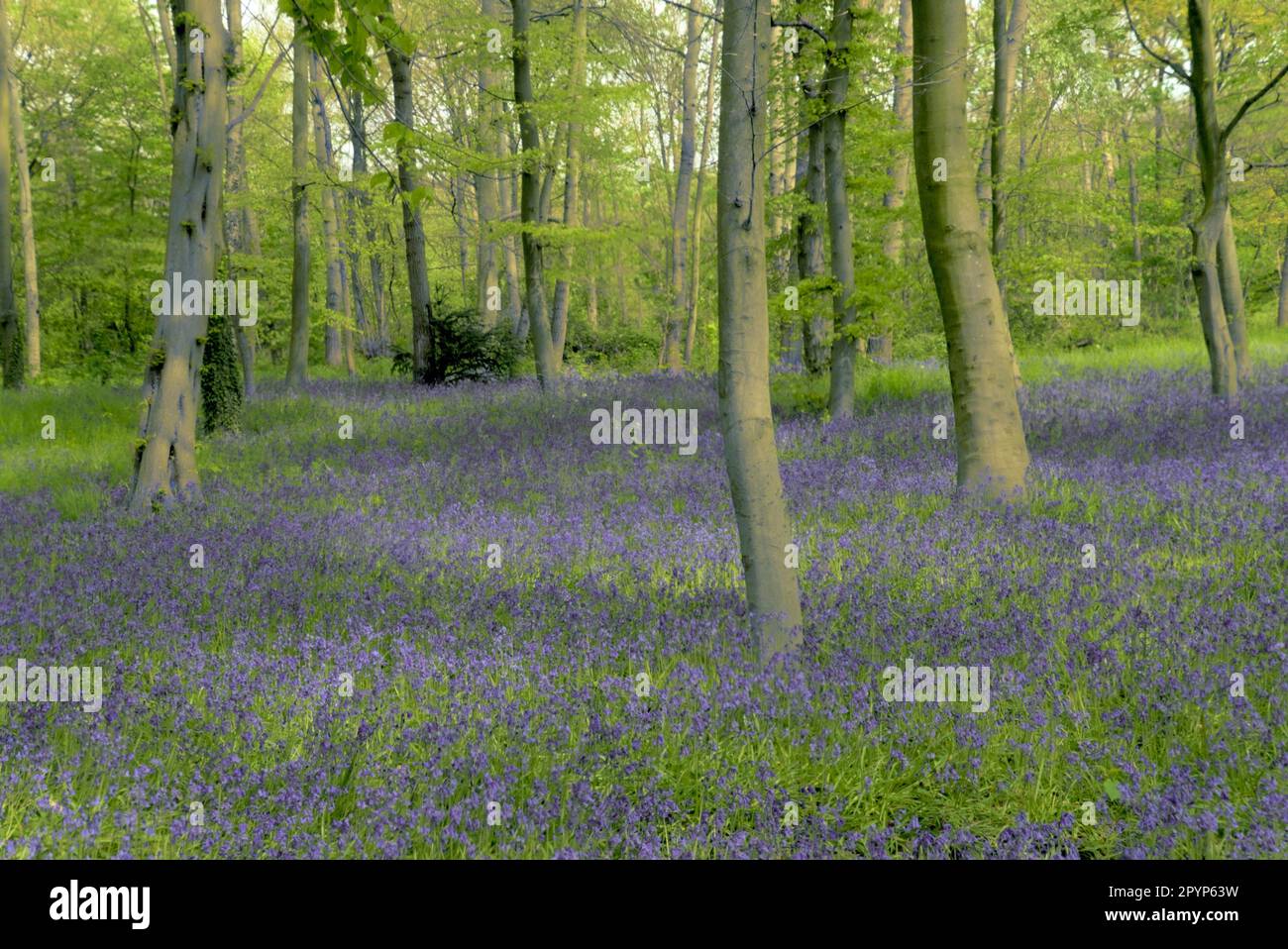 English bluebells in Chalet Wood, Wanstead Park, London Stock Photo - Alamy