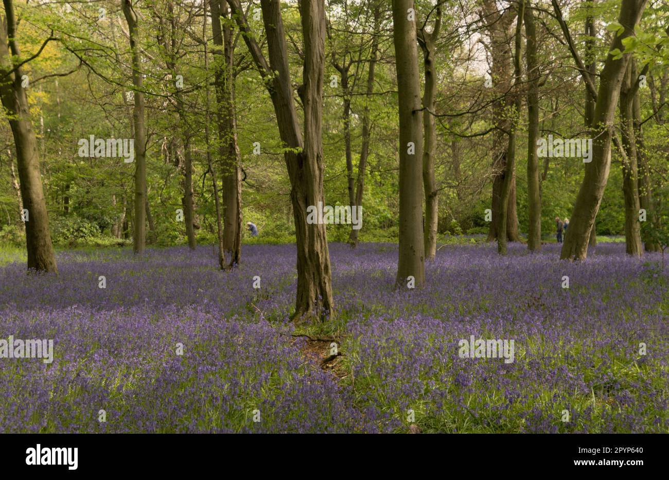 English bluebells in Chalet Wood, Wanstead Park, London Stock Photo - Alamy