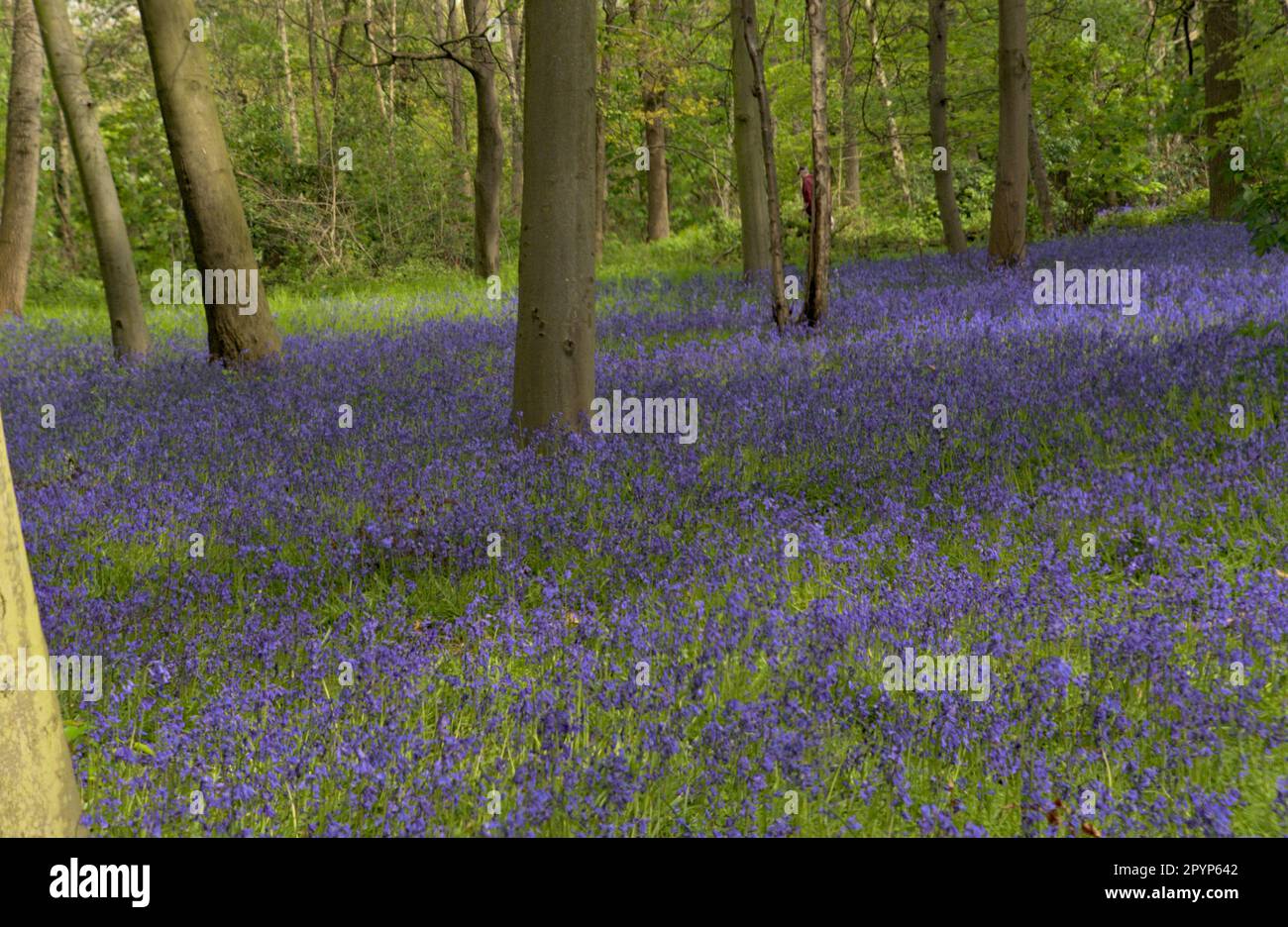 English bluebells in Chalet Wood, Wanstead Park, London Stock Photo - Alamy