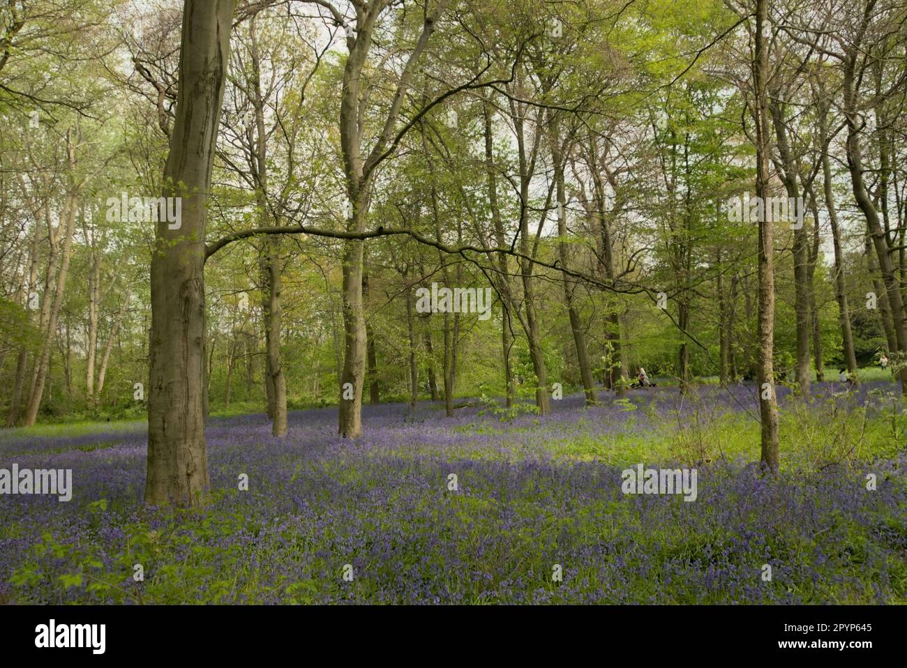 English bluebells in Chalet Wood, Wanstead Park, London Stock Photo - Alamy