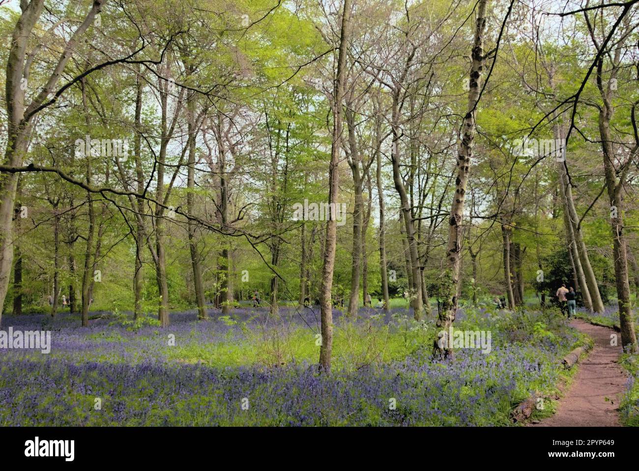 English bluebells in Chalet Wood, Wanstead Park, London Stock Photo - Alamy