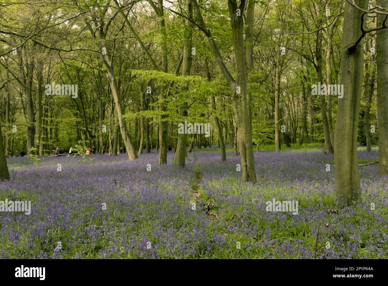 English bluebells in Chalet Wood, Wanstead Park, London Stock Photo - Alamy