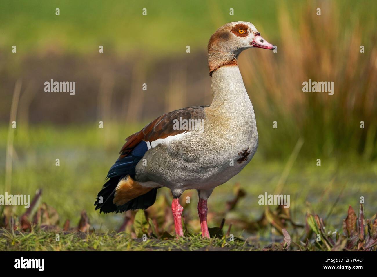 A nice portrait of the Egyptian goose (Alopochen aegyptiaca Stock Photo ...