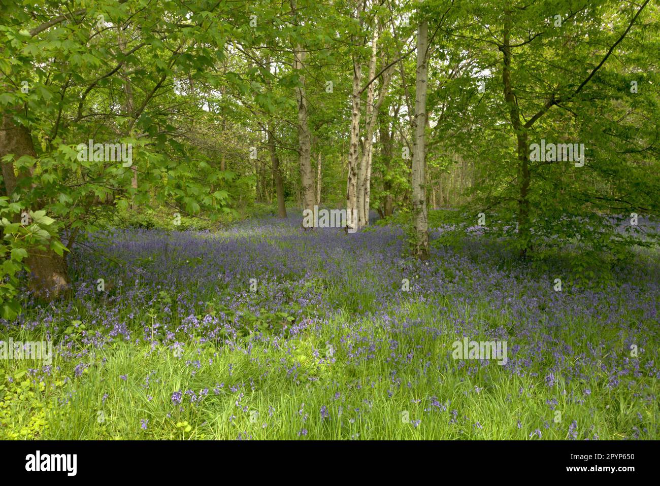 English bluebells in Chalet Wood, Wanstead Park, London Stock Photo - Alamy