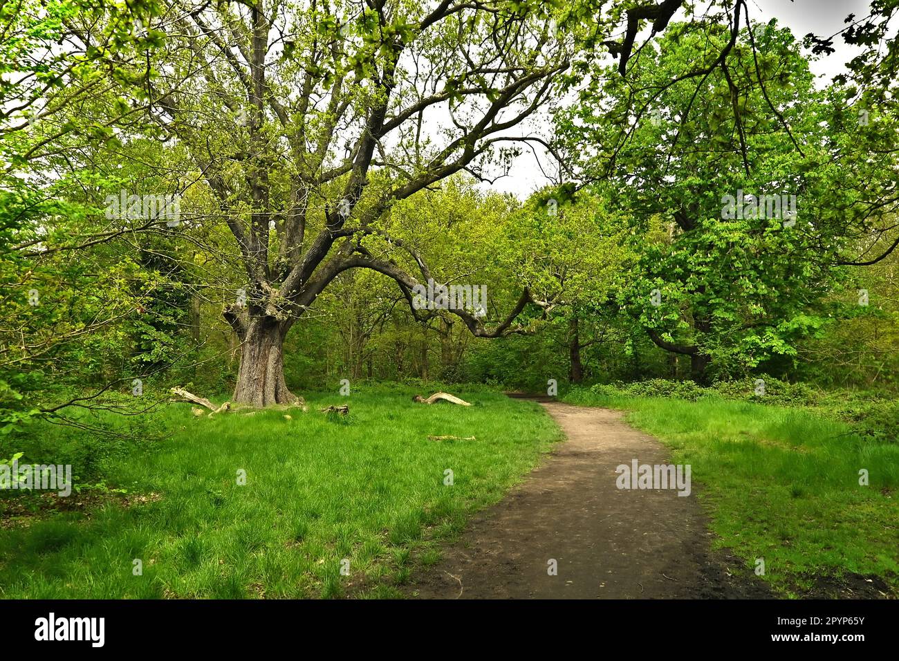 Trail in Wanstead Park, London Stock Photo - Alamy