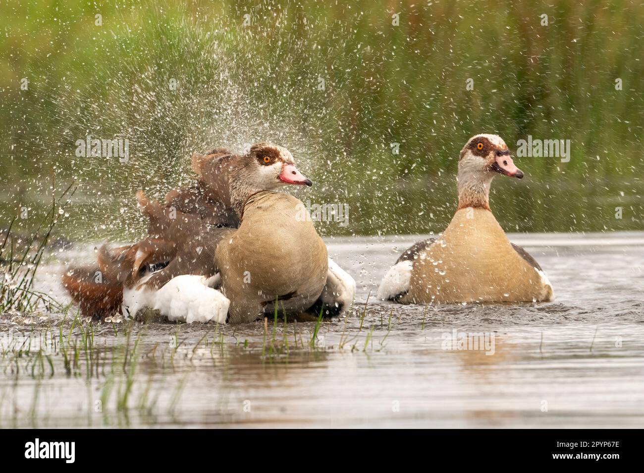 Another picture of the Egyptian goose (Alopochen aegyptiaca) taking a ...