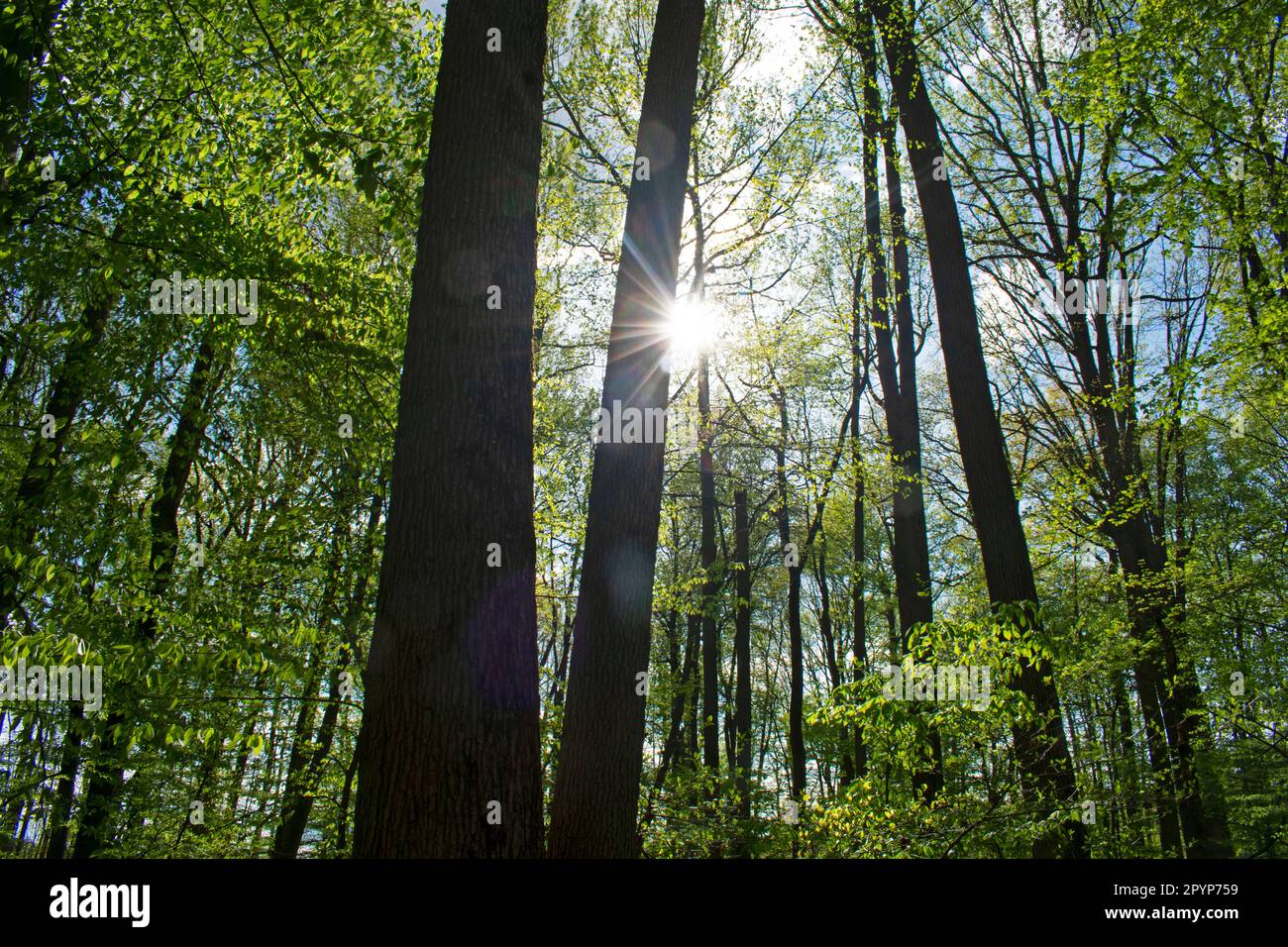 Sun peeks through trunks hi-res stock photography and images - Alamy