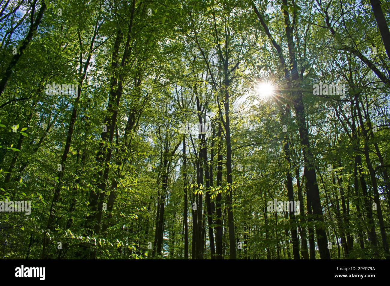 Sun peeks through trunks hi-res stock photography and images - Alamy