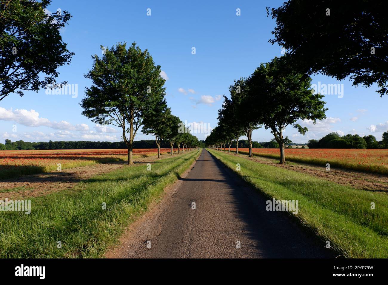 English flower fields hi-res stock photography and images - Alamy