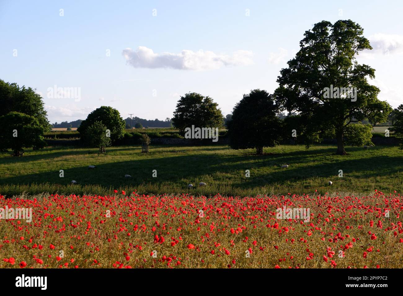English flower fields hi-res stock photography and images - Alamy