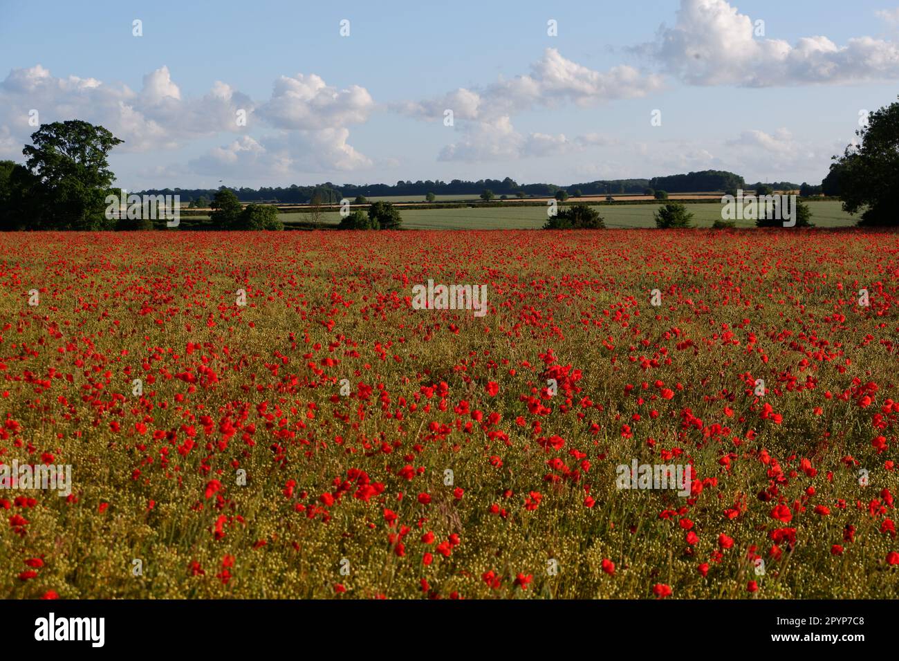 English flower fields hi-res stock photography and images - Alamy