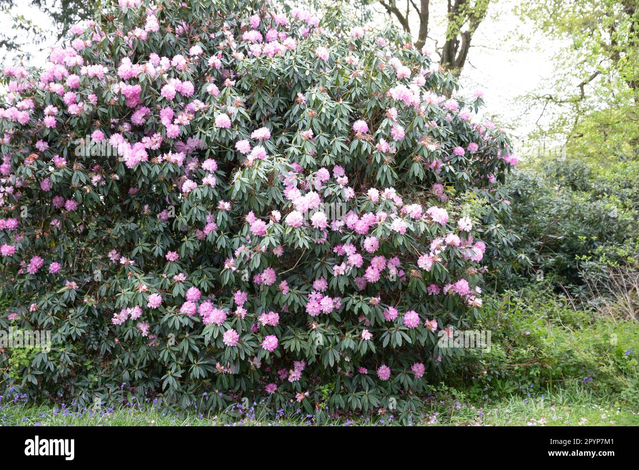 Rhododendron bush in Tehidy Woods, Cornwall Stock Photo - Alamy