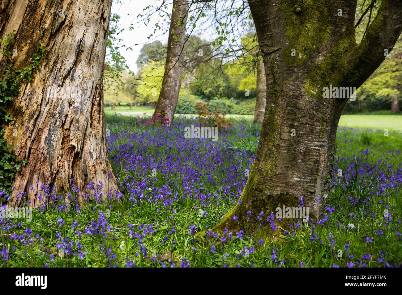 Bluebells in Tehidy Woods, Cornwall Stock Photo - Alamy