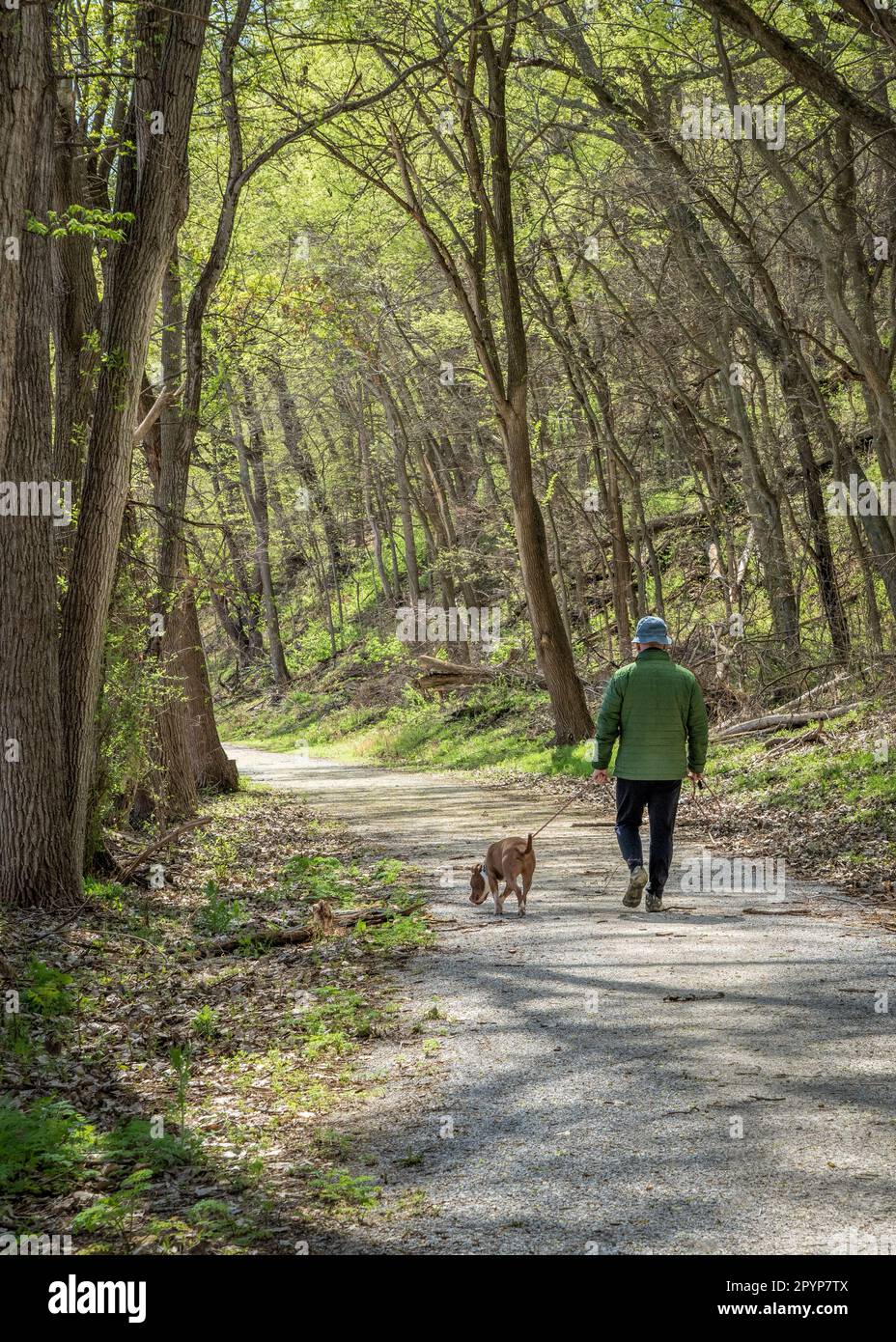 senior man walking with a dog in a forest - Steamboat Trace Trail near ...
