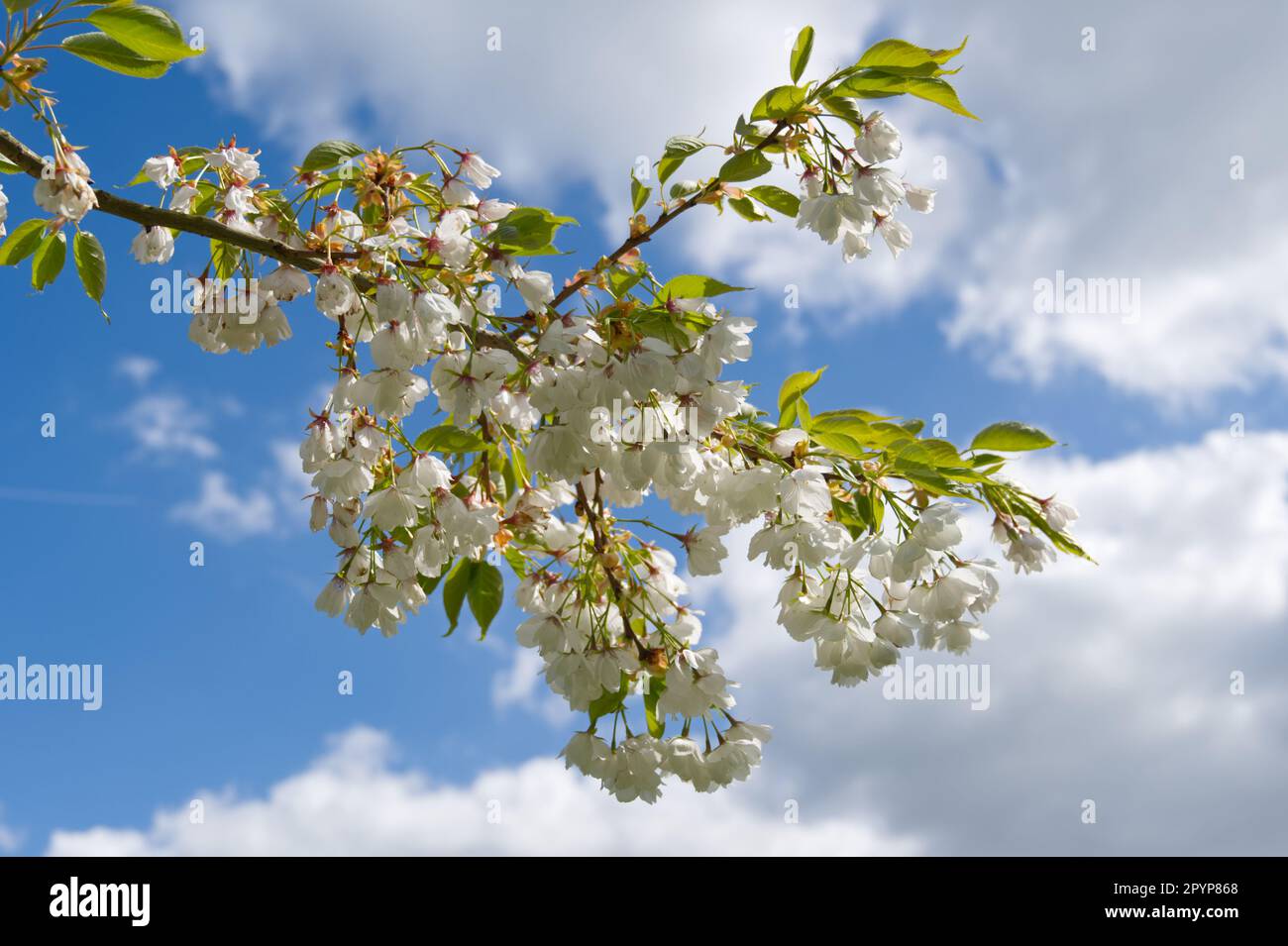 Delicate spring blossom of the great white flowering cherry tree ...