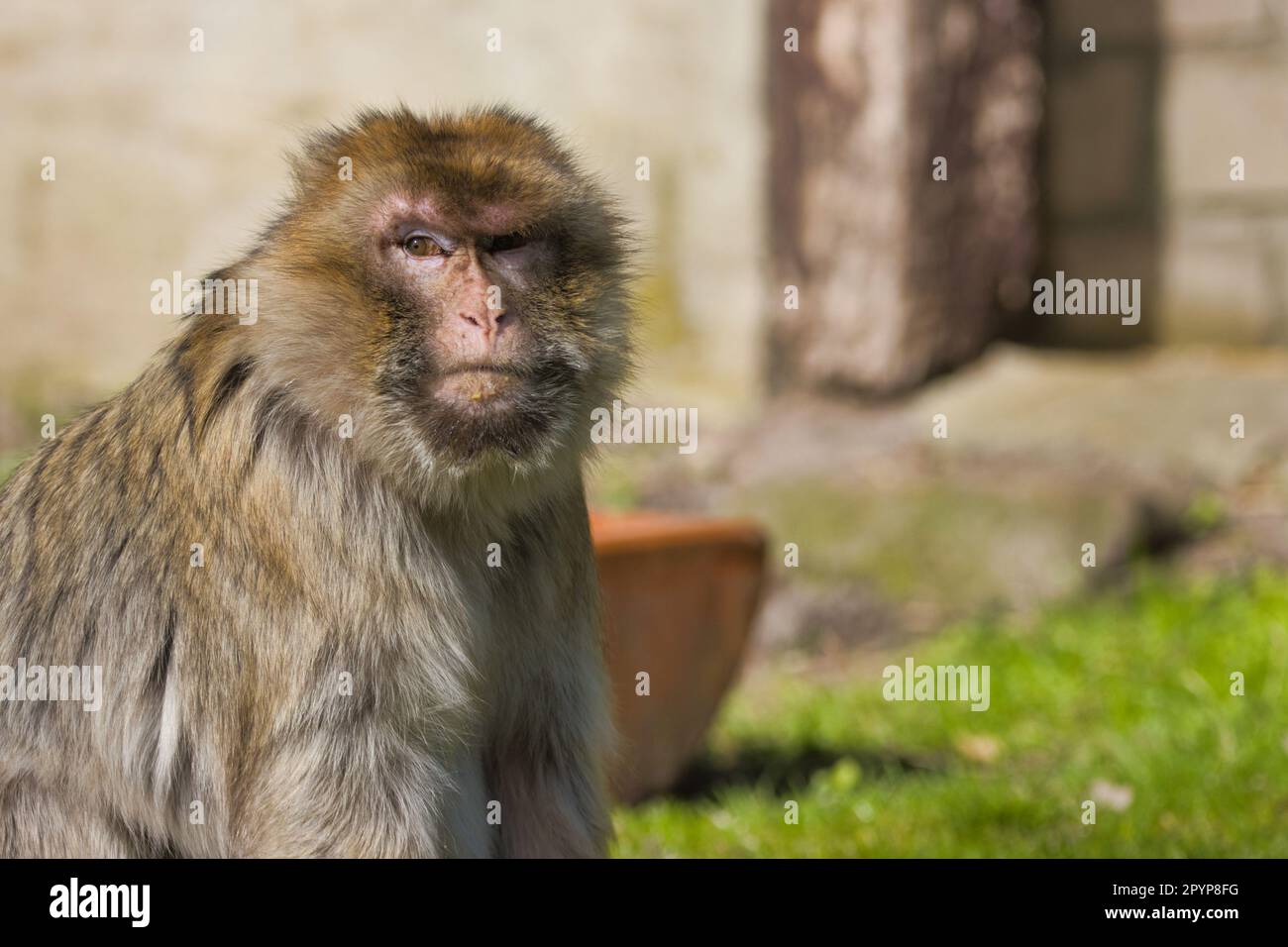 Monkey human development hi-res stock photography and images - Alamy