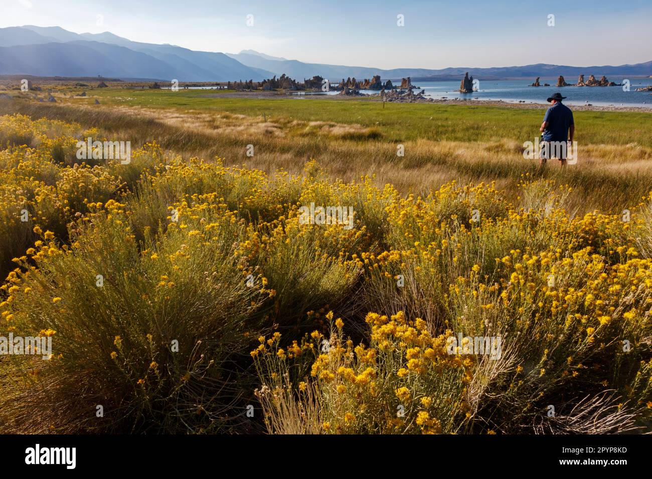 October brings autumn colors to the shores of Mono Lake in the Eastern ...