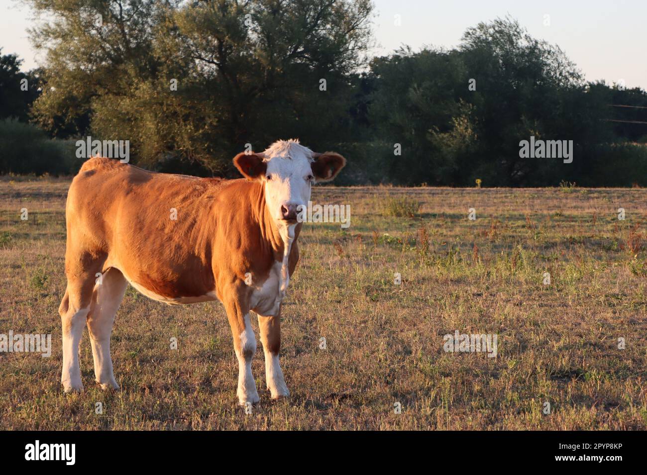 Bull's eye cow hi-res stock photography and images - Alamy