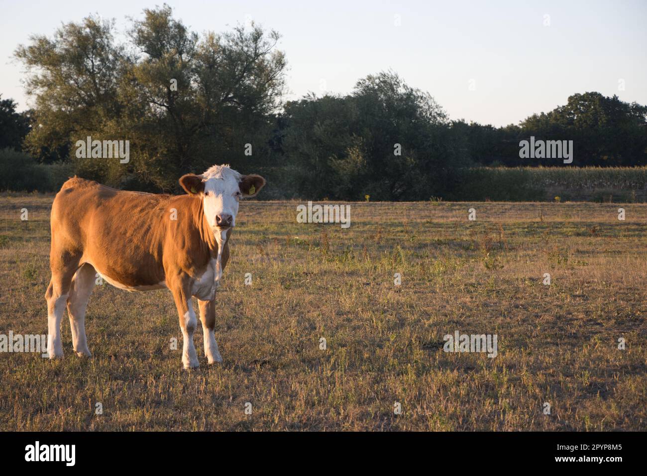 Healthy breeding hi-res stock photography and images - Alamy